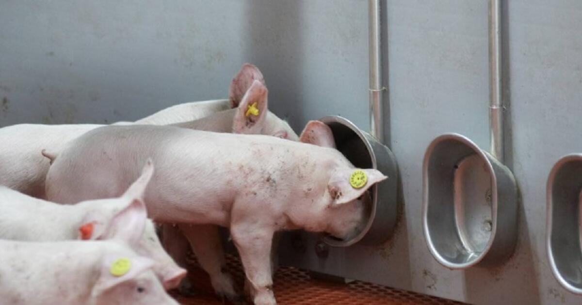 Drinkwater varkens absolute topprioriteit bij hitte | Brabant Water ...